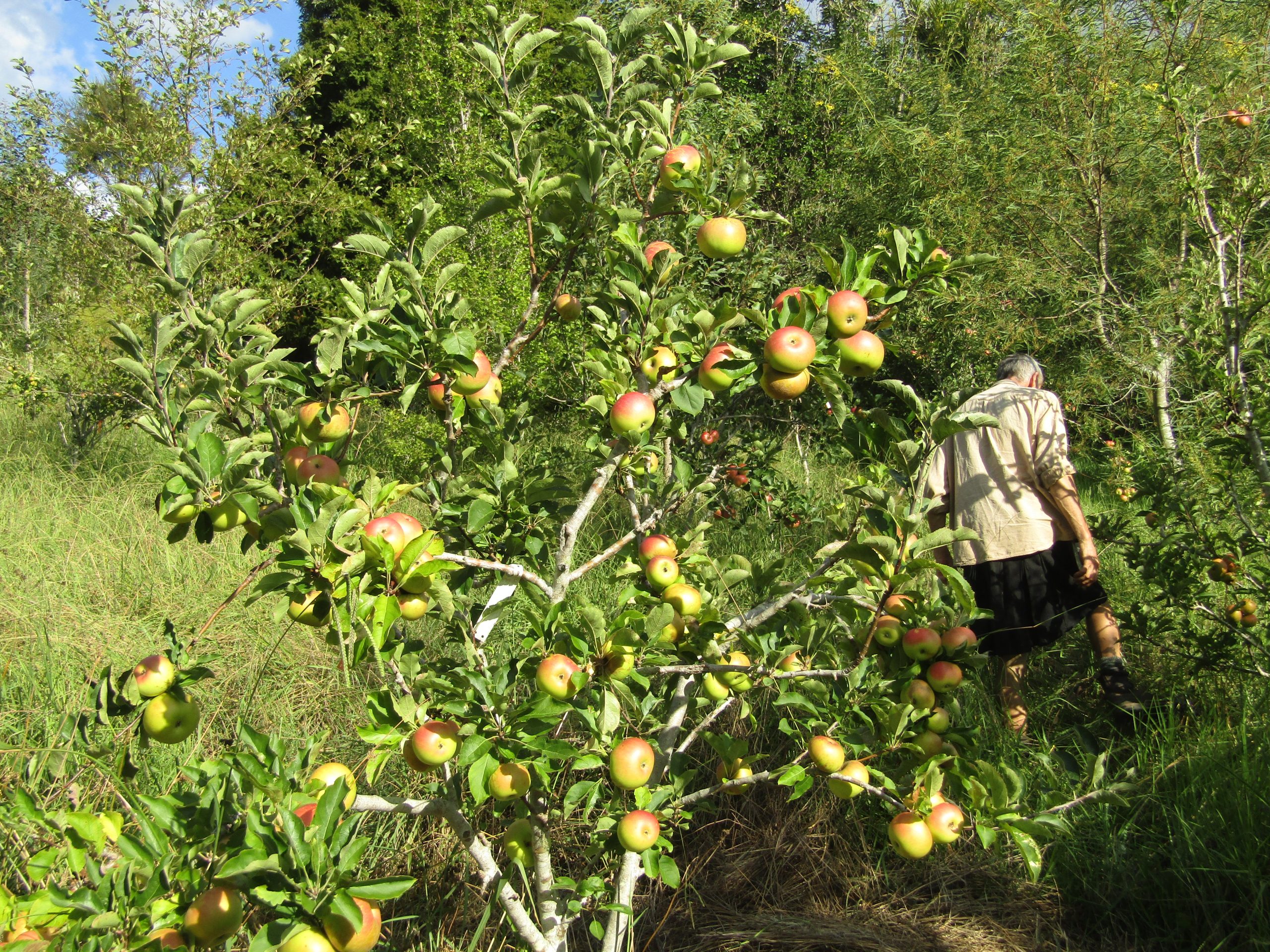 Apple | Ohinemuri | M9 rootstock (Smaller grade) OG | Kōanga